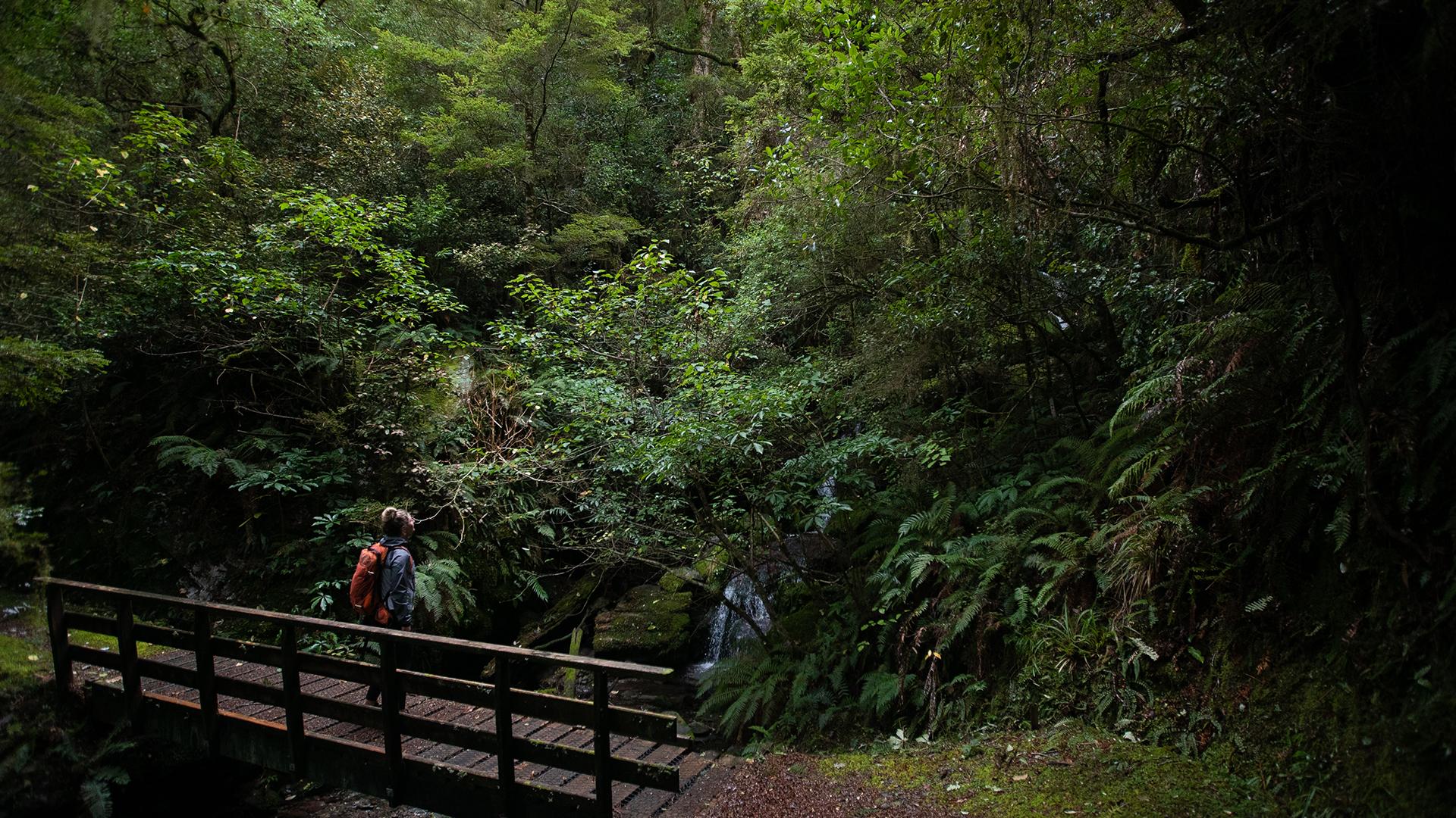 Bridle Track | Explore | Wanaka Official Website