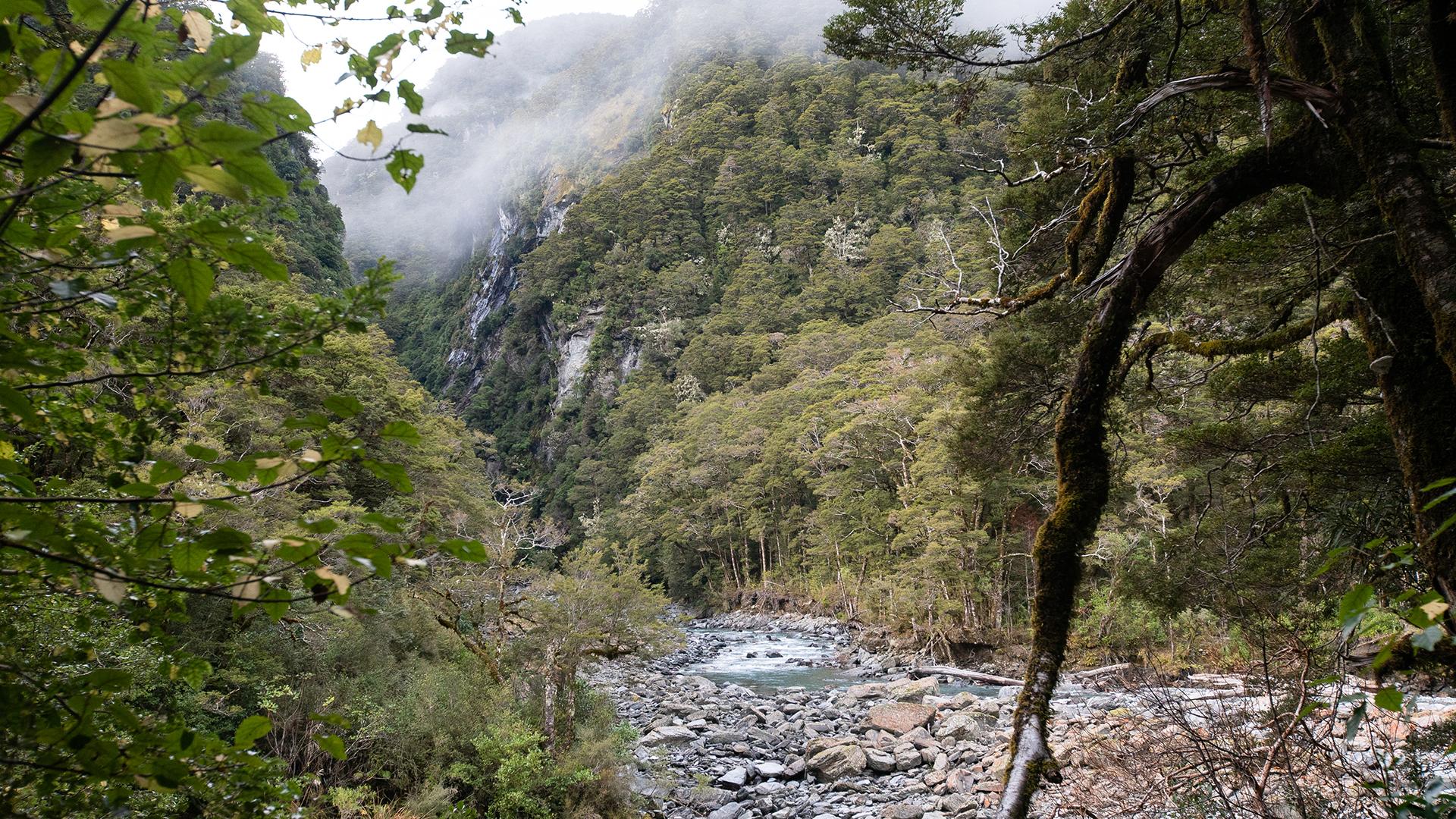 Bridle Track | Explore | Wanaka Official Website