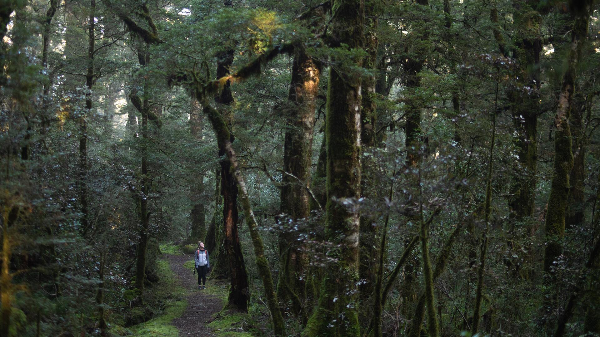Bridle Track | Explore | Wanaka Official Website