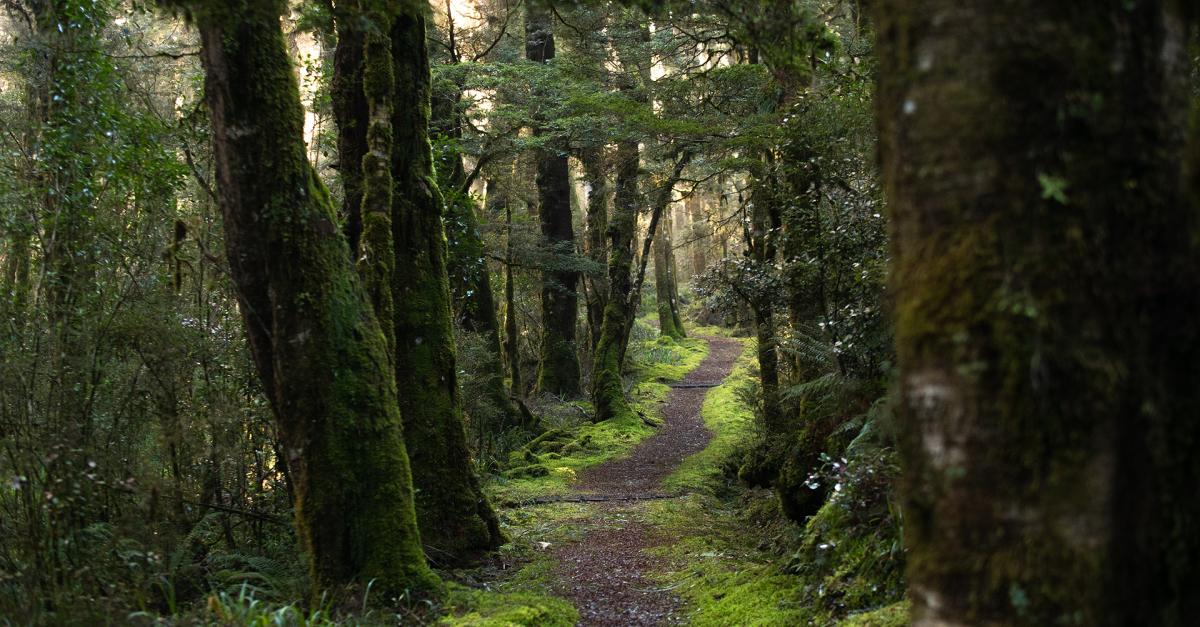 Bridle Track | Explore | Wanaka Official Website