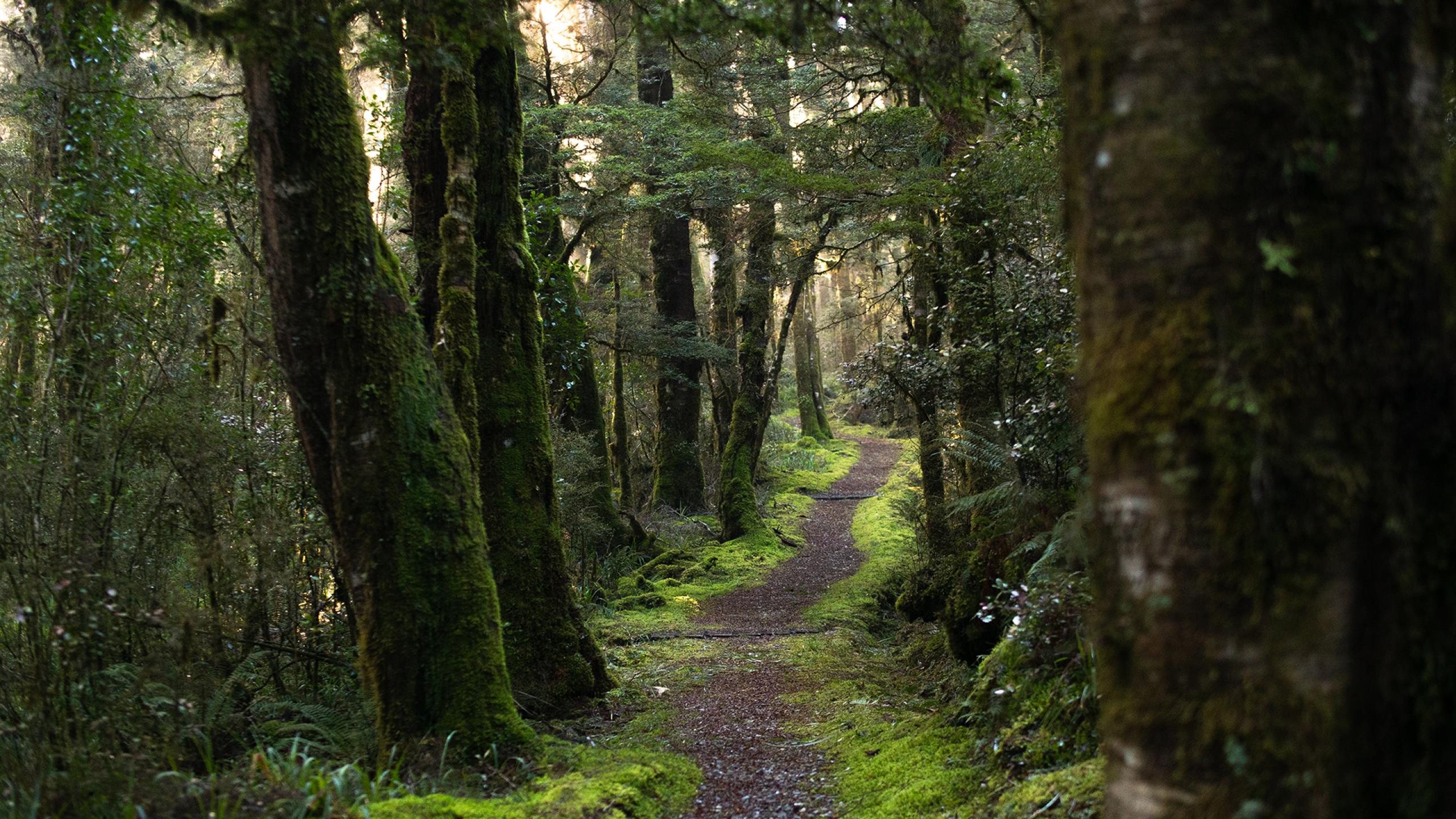 Bridle Track | Explore | Wanaka Official Website