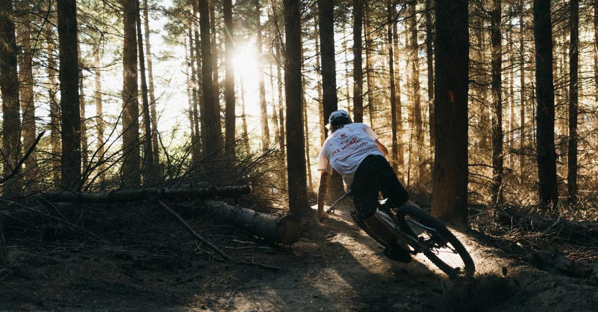 Sticky Forest | Explore | Wanaka Official Website